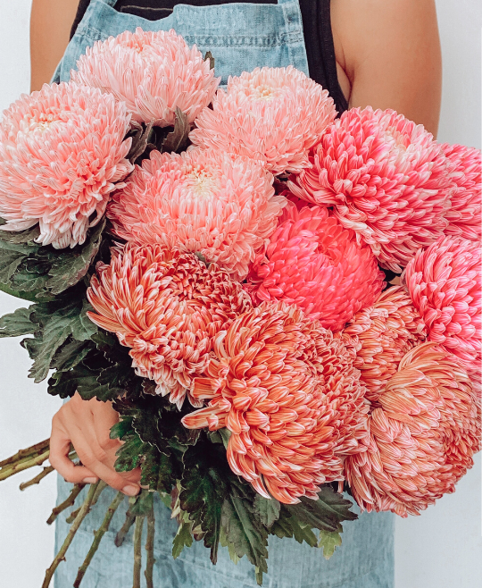 Flower Haul | Fluffy Cloud Pom Pom Disbuds | Free Delivery & Afterpay